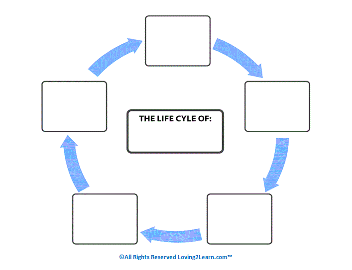 Graphic Organizers Printable Life Cycle Chart